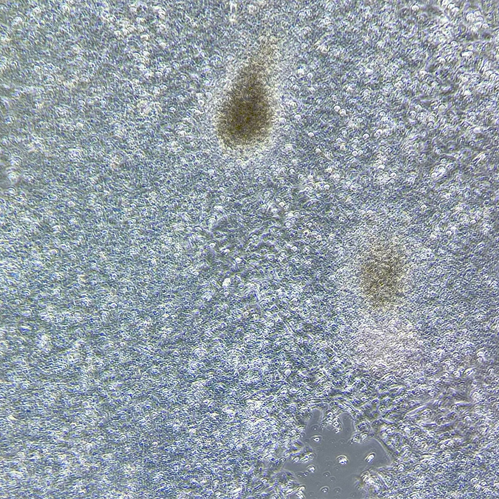 Nanocellulose | Ocean TuniCell | 99% pure cellulose