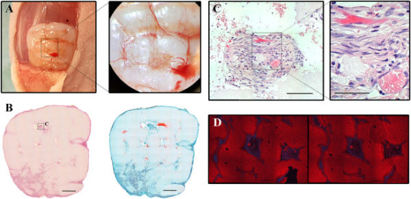 Tissue engineered cartilage based on TUNICELL ETC | Ocean TuniCell